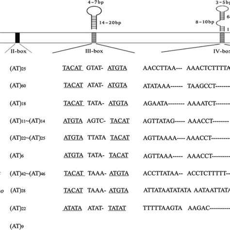 conserved sequence blocks and secondary structures of the largest