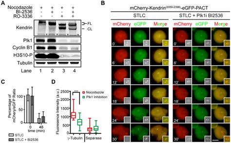 Plk1 Regulates Substrate Cleavage Of Scc1 But Neither The Activity Of Download Scientific