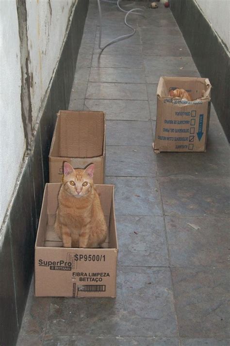 Pipico José E Pipiquinho José Brincando Na área 1 Brincos