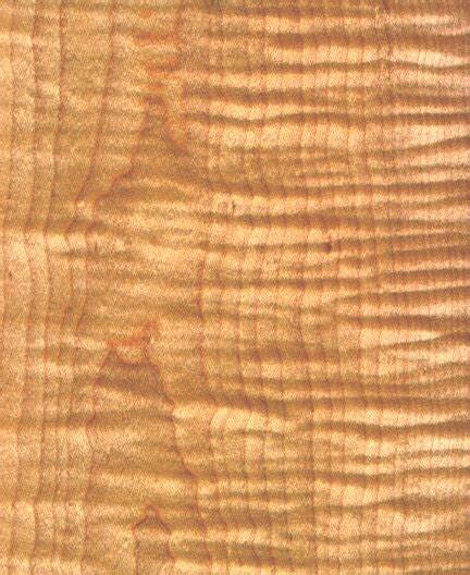 Maple Curly — Obrien Hardwoods