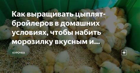 Как выращивать цыплят-бройлеров в домашних условиях, чтобы набить ...