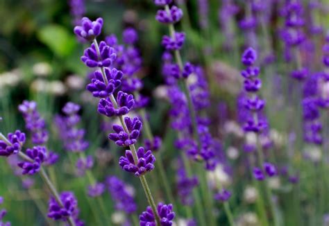 Harm Reduction Course — Plantific