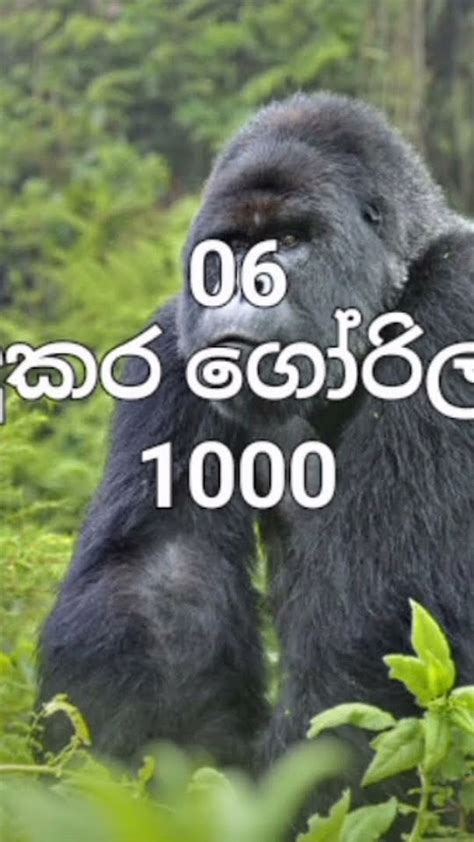 ලෝකයේ වදවී යන සතුන් 5 Youtube