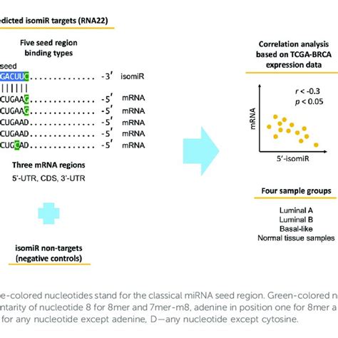 Comparison Of Rna22 And Targetscan Predicted Isomir Mrna Interactions