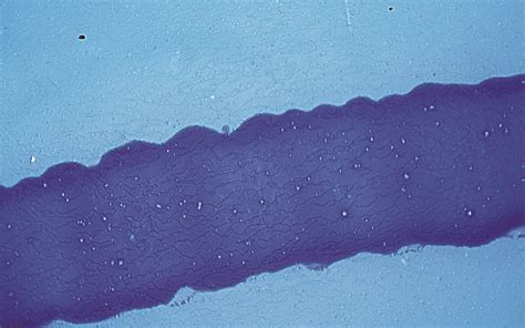 Polarized Microscope คืออะไร และหลักการทำงาน Polarized Microscope คืออะไร และหลักการทำงาน