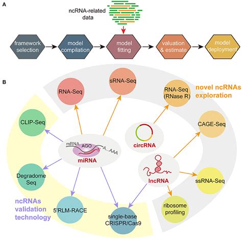 Frontiers Opportunities And Challenges Of Predictive Approaches For The Non Coding Rna In Plants