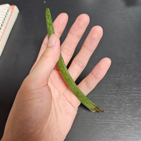 알로에 잎이 자꾸 하나씩 떨어집니다 지식in