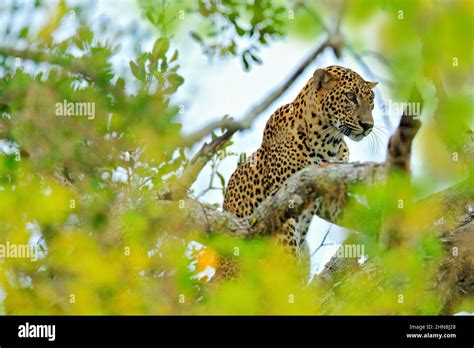 Leopard From Sri Lanka Panthera Pardus Kotiya Big Spotted Cat Lying On The Tree In The Nature