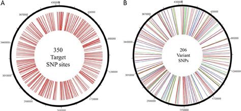 a genomewide distribution of 350 target snp loci across the 4 3 mb m