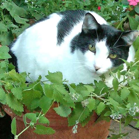 Cỏ Bạc Hà Mèo Catnip Là Gì Catnip Có Tác Dụng Gì