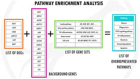 Pathway Enrichment Analysis For Dge Simply Explained
