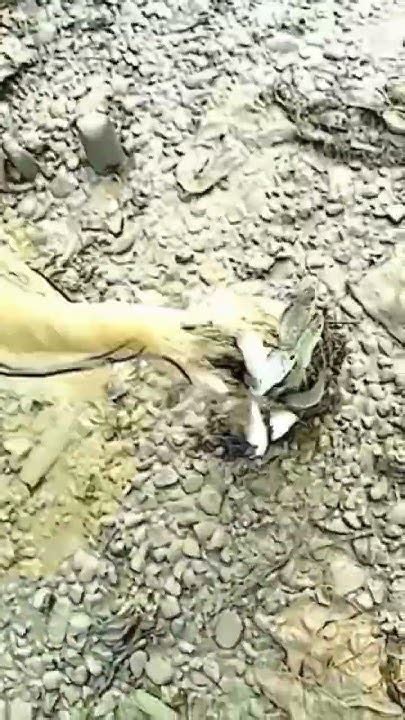 Only One Throw The Results Were Beyond Expectations Youtube