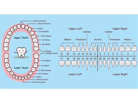 تکنیک‌های شماره گذاری و نام دندان در دندانپزشکی آرت دنتال