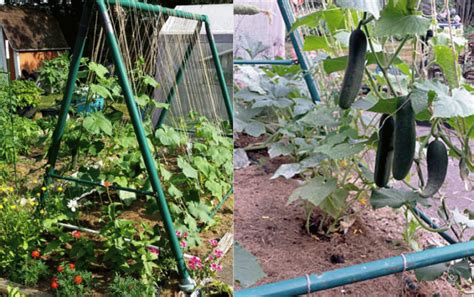 Creative DIY Trellis Ideas Pip Magazine