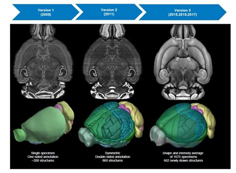 Common Coordinate Frameworks For The Biccn Brain Cell Data Center Bcdc