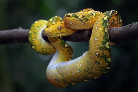 Эффективные методы чтения больших текстовых файлов в Python