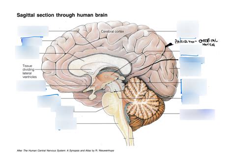 Diagram Of Sagittal Section Through Human Brain Quizlet