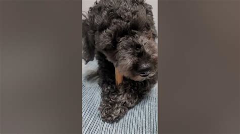 간식시간은 즐거워~ 반려동물 반려견 멍멍이 힐링영상푸들 푸들은사랑입니다 강아지브이로그강아지 강아지일상 먹방
