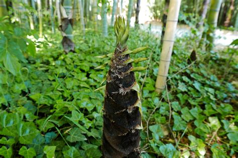 유토이미지 늘 푸른 대나무와 쑥쑥 자라는 죽순