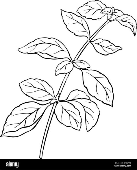 Basil Plant Drawing Easy