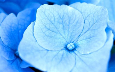 2000 Цветы обои на рабочий стол Hd Скачать Бесплатно картинки