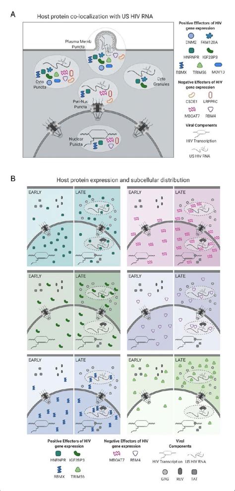 Models For Subcellular Co Localization Expression And Distribution Of Download Scientific