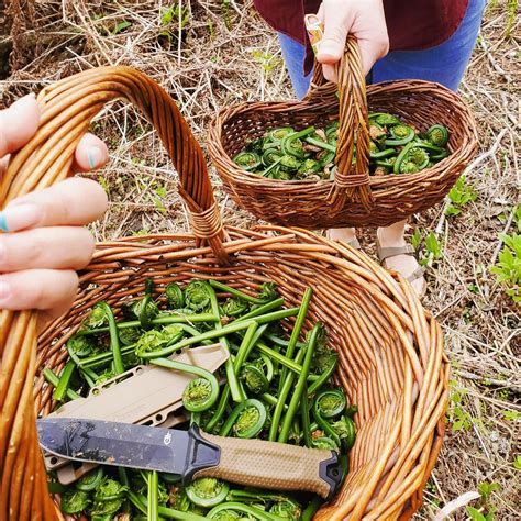 Fresh Fiddleheads Pacific Wild Pick