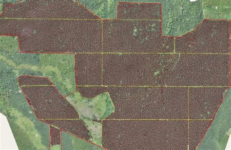 Mapping Palm Plantations Using Drone And Gis Technology Flying Labs