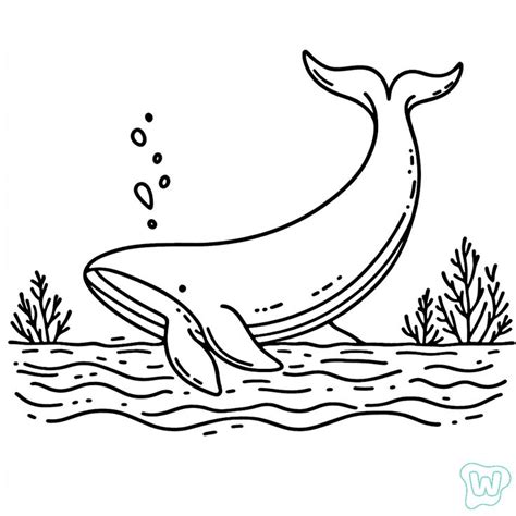 29 Ballenas Para Colorear Descargar E Imprimir Gratis Ballena Dibujo Marca De Agua