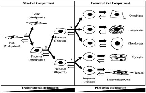 7 Schematic Model Of Msc Differentiation Baksh 2004 131 Msc Undergo Download Scientific