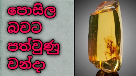 පොසිල බවට පත්වුණු වන්දා Youtube