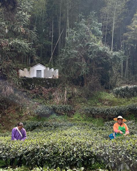 Wuyiorigin Xiao Cai Cha Also Named Tucha In Zheng He