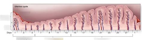 Uterine Cycle Diagram Quizlet