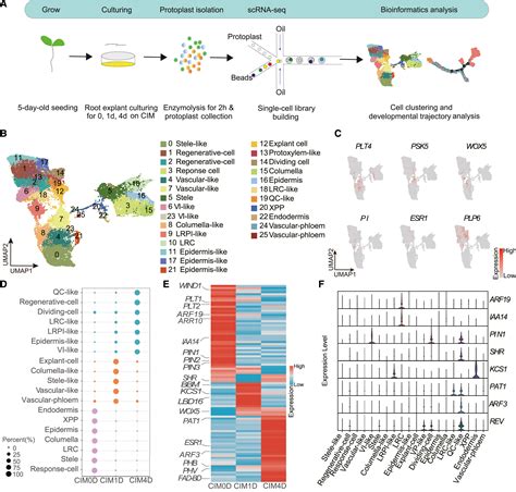A Single Cell Transcriptome Atlas Reveals The Trajectory Of Early Cell Fate Transition During