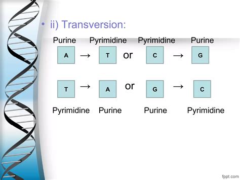 Gene Mutation And Its Types Ppt