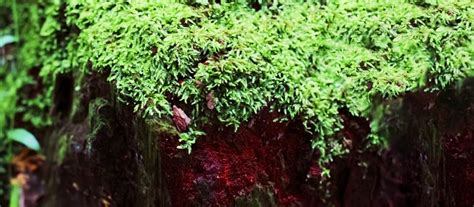토양 표면에 매우 가까운 푹신한 녹색 이끼로 덮여 오래된 나무 그루터기 자연 녹색 잔디와 오래 된 나무 루트 배경 질감 0명에 대한 스톡 사진 및 기타 이미지 Istock