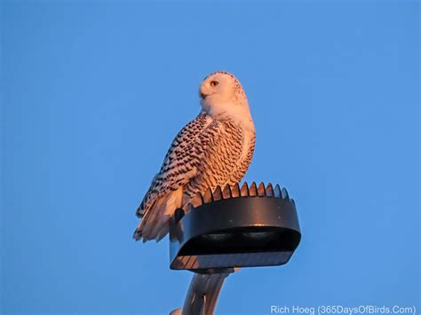 Lady Eats A Vole Snowy Owl 365 Days Of Birds
