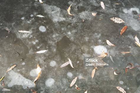 가을 잎으로 물 표면 질감 배경을 얼어 붙입니다 첫 번째 서리 동안 얇은 얼음 껍질로 덮여 연못 0명에 대한 스톡 사진 및 기타 이미지 Istock