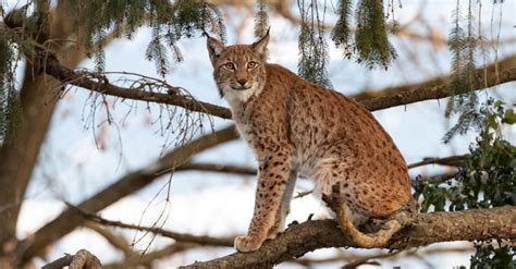 Siberian Lynx
