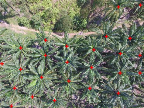 Tree Counting Malaysia Aerial Drone Photography Services