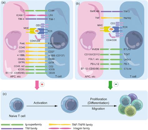 The Co Signaling Molecules Of Tcr And Their Ligands In T Cells