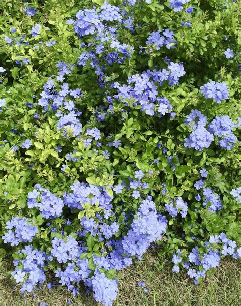 20 Zone 8 Plant Ideas For The Lower South Zone 8 Plants Herbaceous