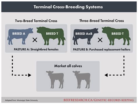 For 4 H Leaders Beefresearch Ca
