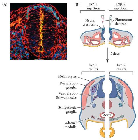 44 Best Neural Crest Derivatives Images On Pinterest Anatomy