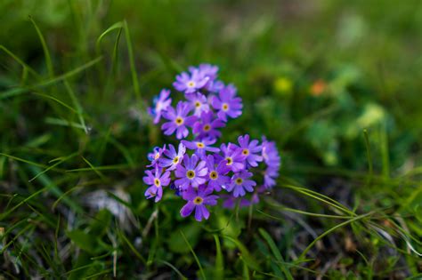Primula 경치 경치 좋은 전망 고요한 꽃 꽃무늬 녹색 녹지 농촌의 다양성 롬바르디아 리 비뇨 보라색 봄 생생한 생생한 색상 생태계 성장