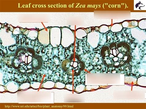 Monocot Leaf Diagram