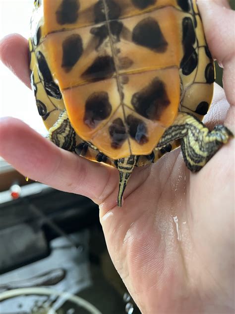 Can Someone Sex My Turtle Rturtle