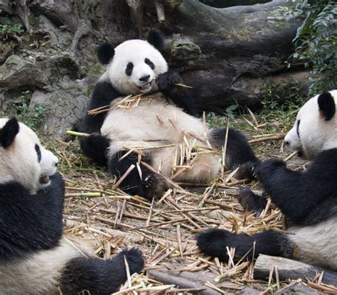 Giant Panda Chengdu China Stock Image Image Of Tourism