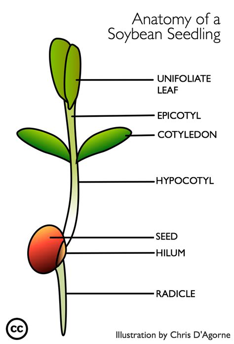 Soybean Plant Diagram