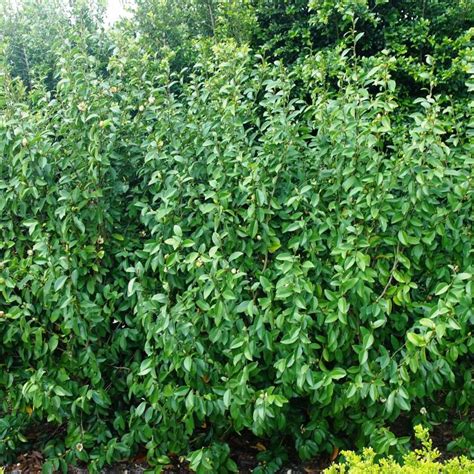 Michelia Coco Divine Plants Online Shop